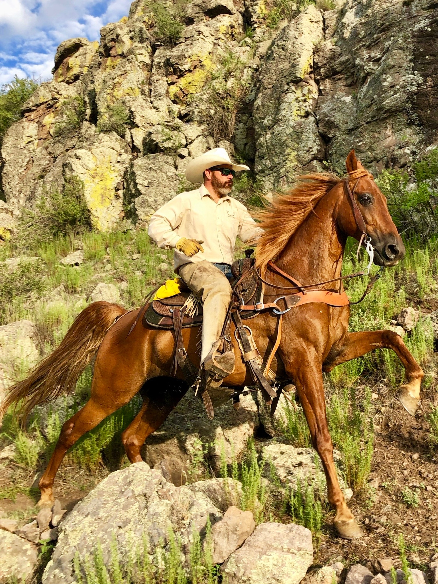 Trail horses and mules, trained for hunting in rugged country