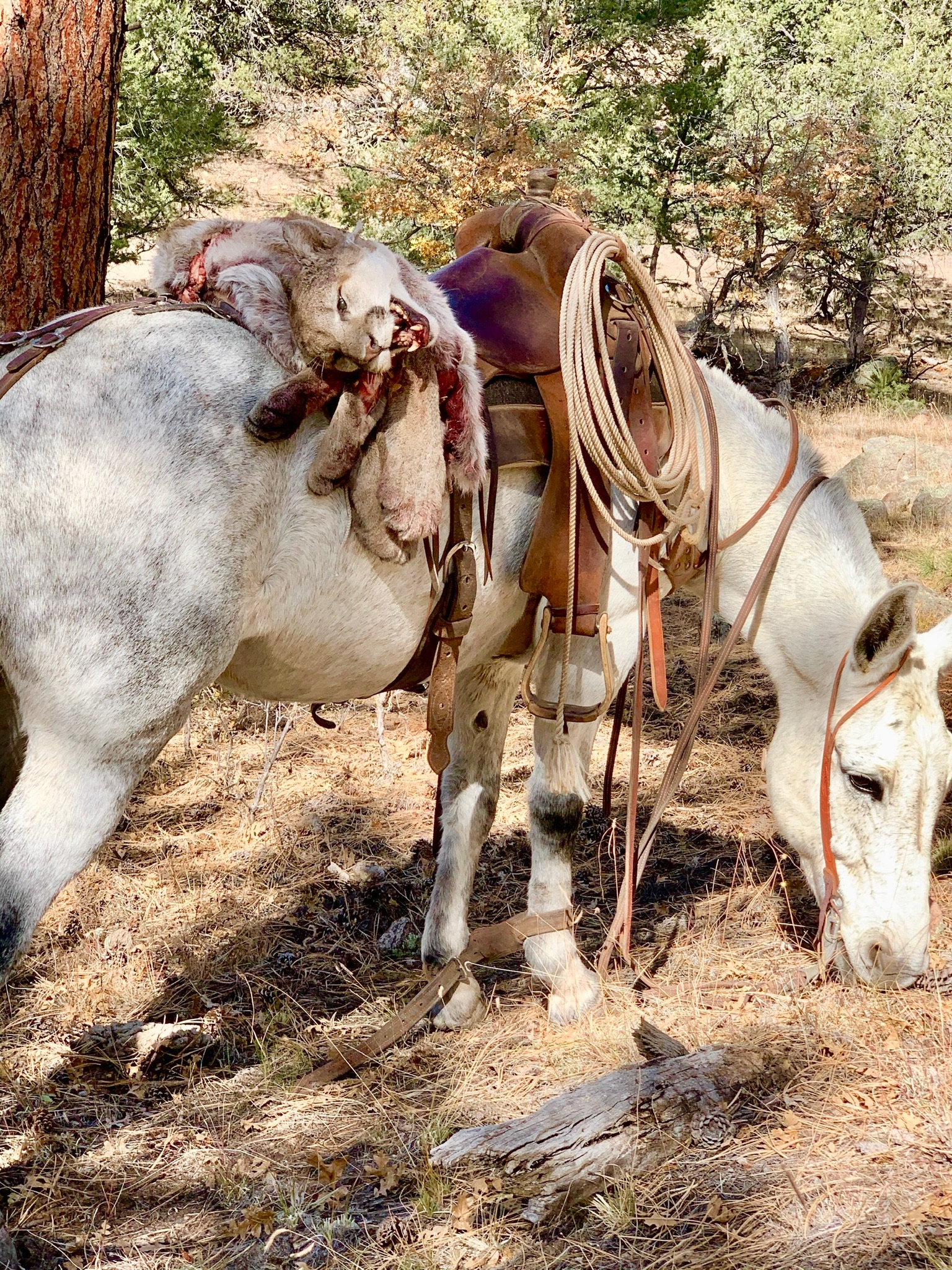 Trail horses and mules, trained for hunting in rugged country