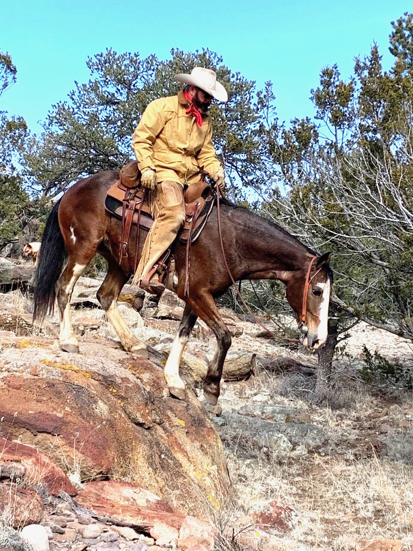 Trail horses and mules, trained for hunting in rugged country