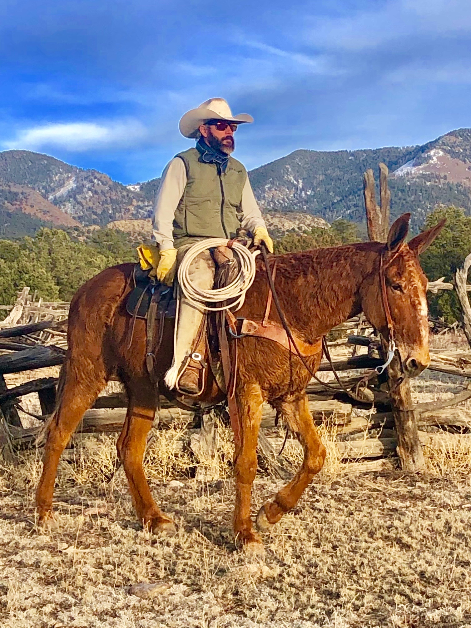 Trail horses and mules, trained for hunting in rugged country