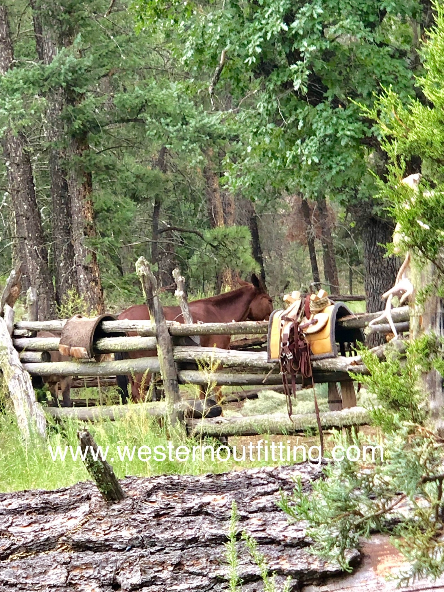 Trail horses and mules, trained for hunting in rugged country