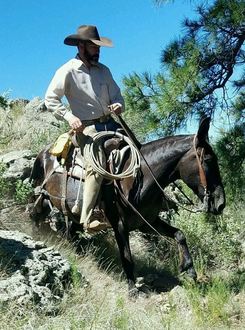 Trail horses and mules, trained for hunting in rugged country