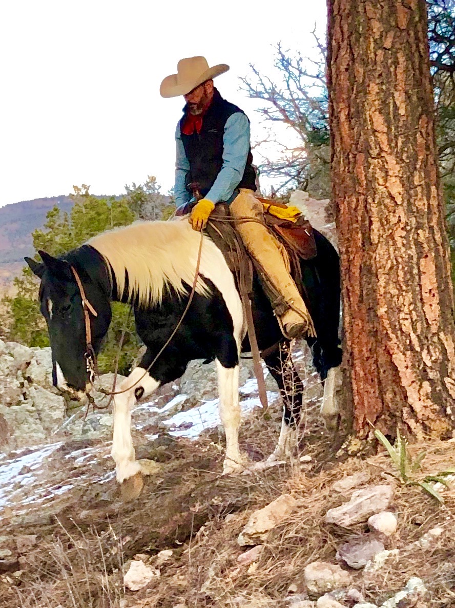 Trail horses and mules, trained for hunting in rugged country