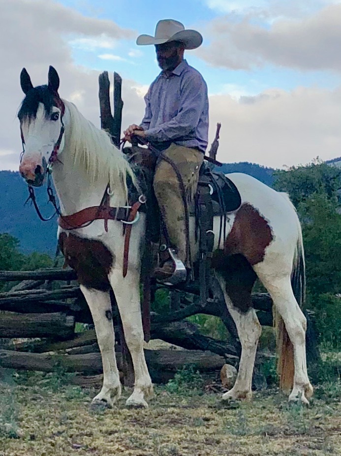 Trail horses and mules, trained for hunting in rugged country
